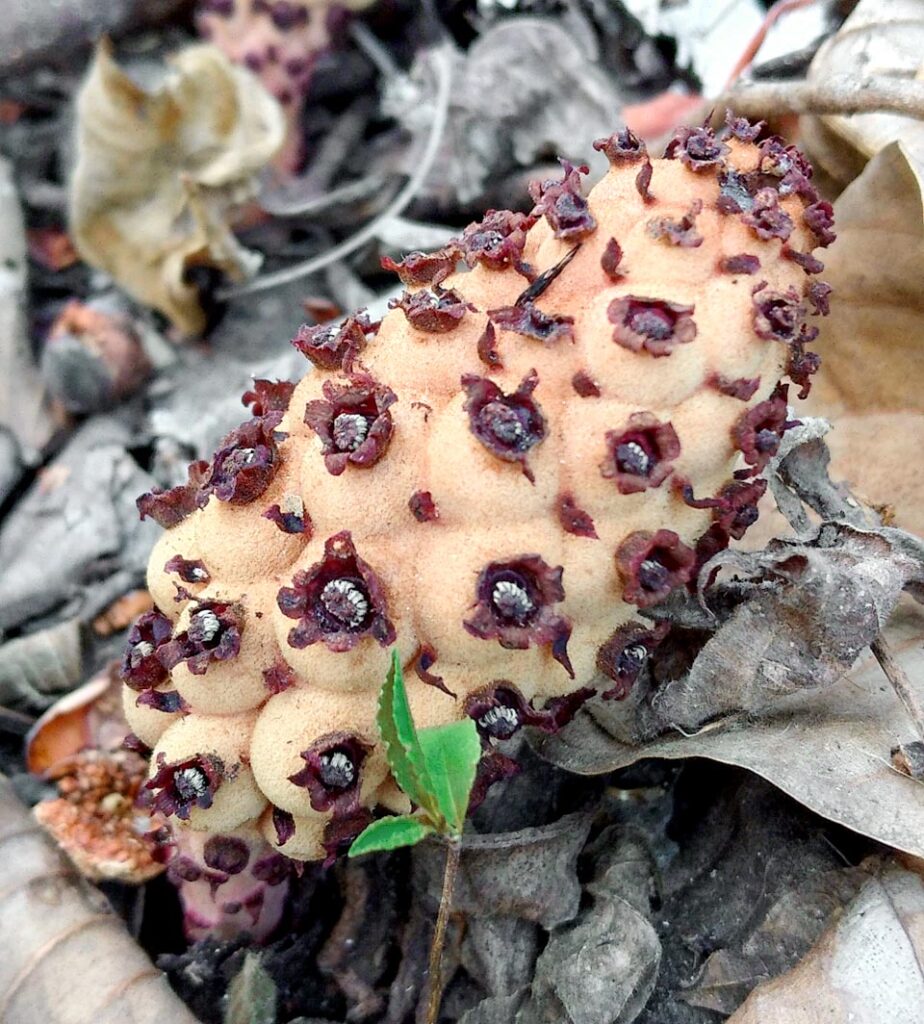 Cytinaceae - Monaco Nature Encyclopedia