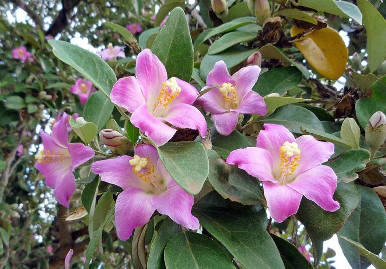 Lagunaria patersonia - Monaco Nature Encyclopedia