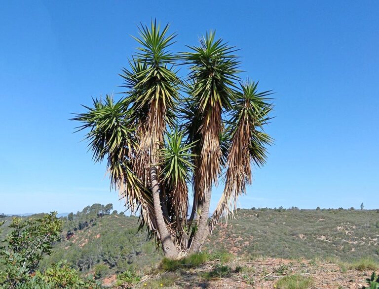 Yucca gigantea - Monaco Nature Encyclopedia