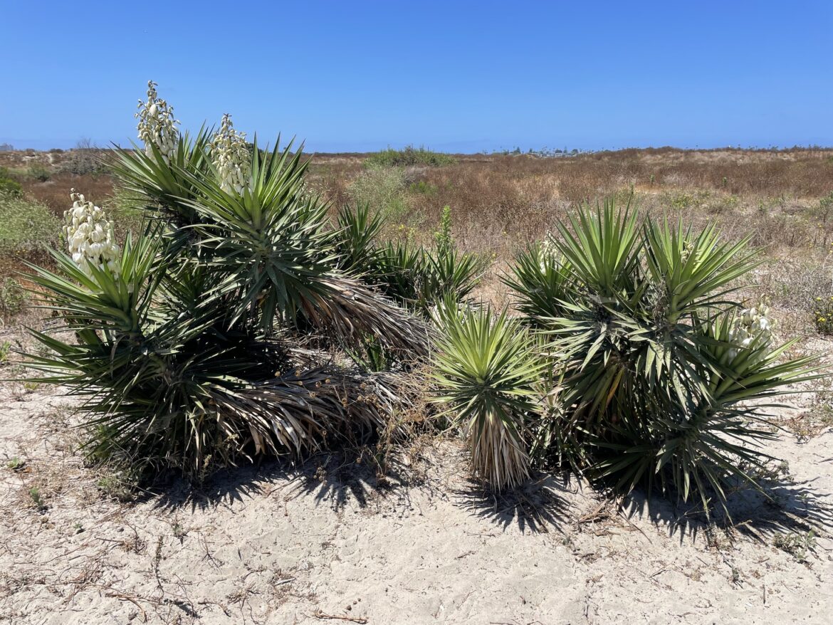Yucca gigantea - Monaco Nature Encyclopedia