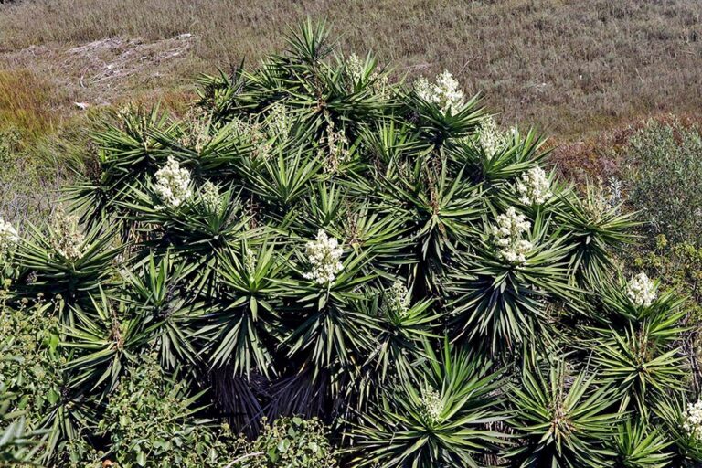 Yucca gigantea - Monaco Nature Encyclopedia