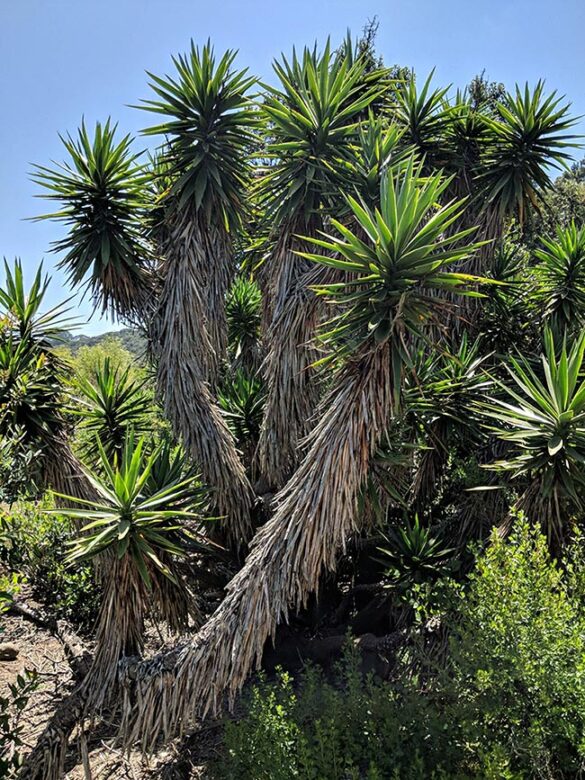 Yucca gigantea - Monaco Nature Encyclopedia