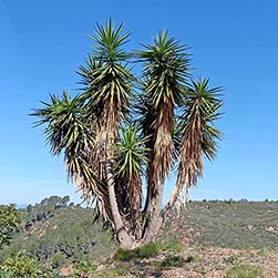 Yucca gigantea - Monaco Nature Encyclopedia