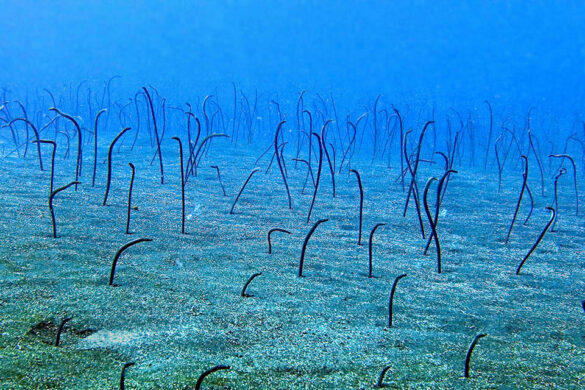 Heteroconger longissimus - Monaco Nature Encyclopedia