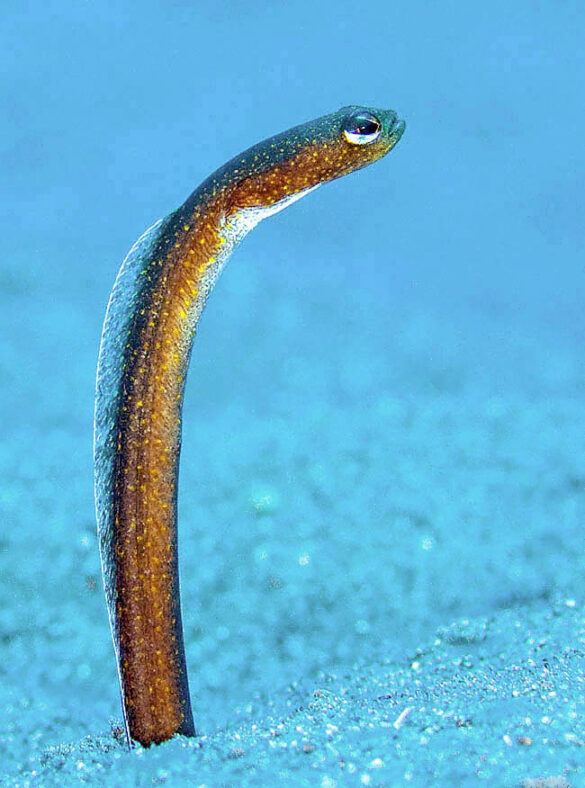 Heteroconger longissimus - Monaco Nature Encyclopedia