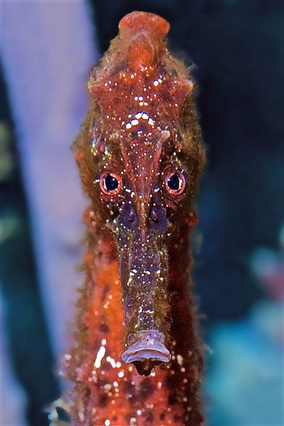 Hippocampus reidi - Monaco Nature Encyclopedia