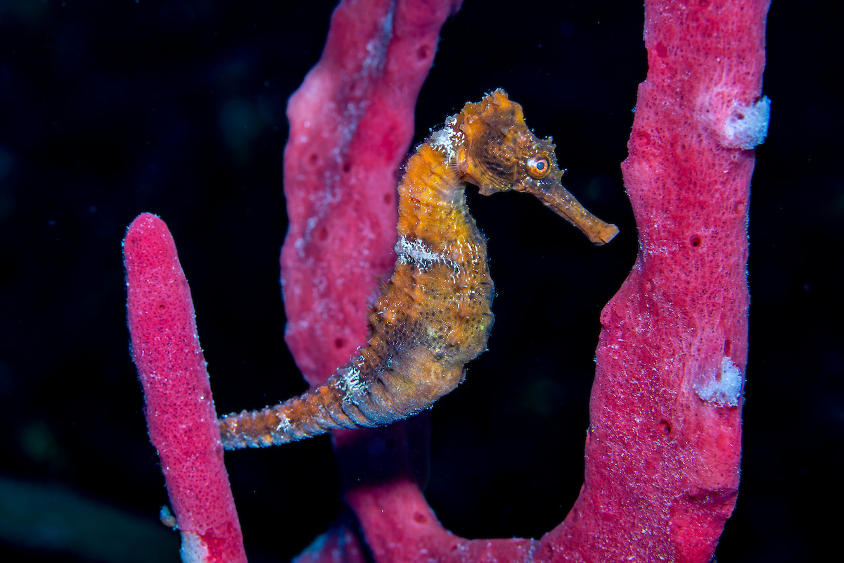 Hippocampus reidi - Monaco Nature Encyclopedia