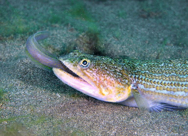 Heteroconger longissimus - Monaco Nature Encyclopedia