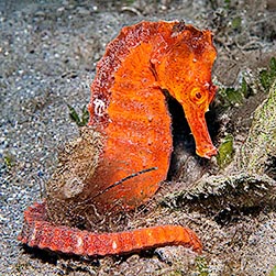 Hippocampus reidi - Monaco Nature Encyclopedia