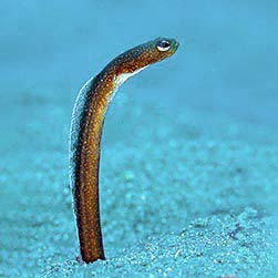 Heteroconger longissimus - Monaco Nature Encyclopedia