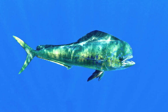Coryphaena hippurus - Monaco Nature Encyclopedia