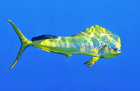 Coryphaena hippurus - Monaco Nature Encyclopedia