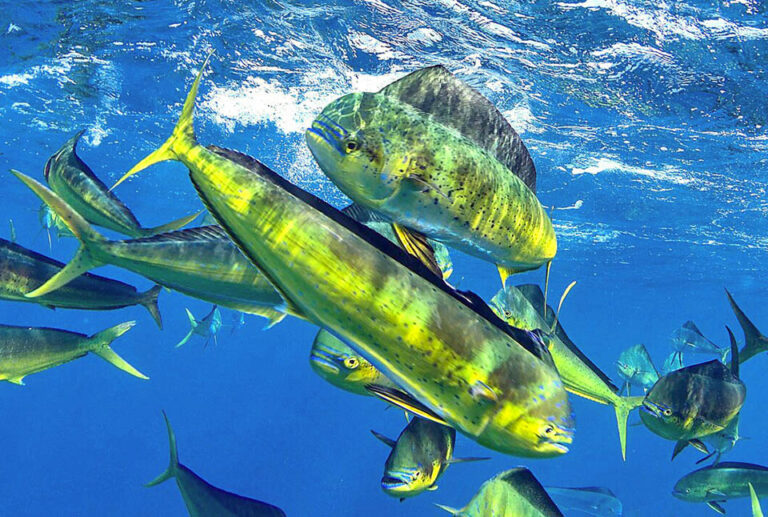 Coryphaena hippurus - Monaco Nature Encyclopedia