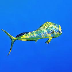 Coryphaena hippurus - Monaco Nature Encyclopedia