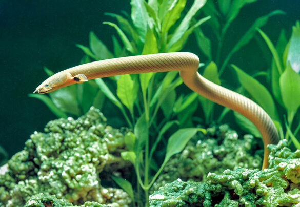 Osteichthyes - Monaco Nature Encyclopedia