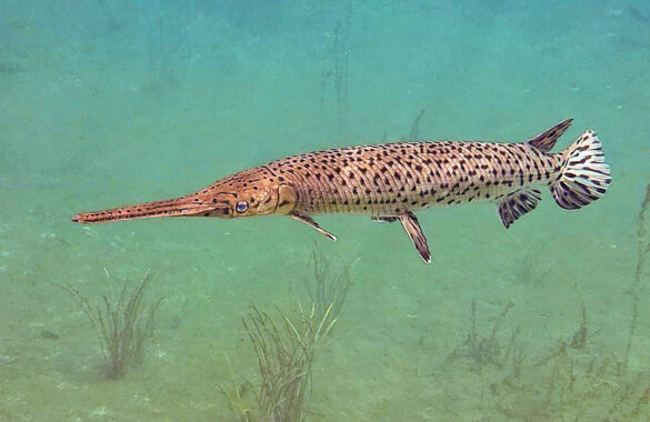 Osteichthyes - Monaco Nature Encyclopedia