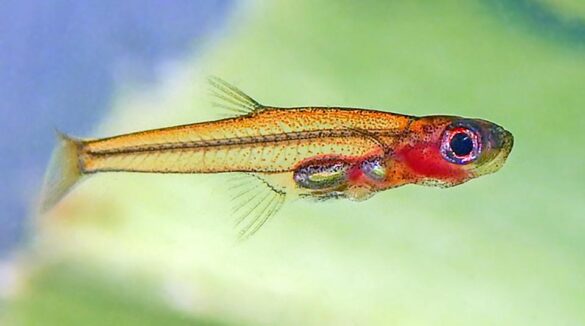 Osteichthyes - Monaco Nature Encyclopedia