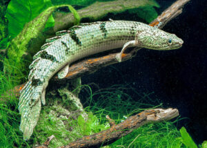 Osteichthyes - Monaco Nature Encyclopedia