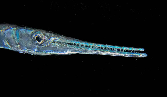 Osteichthyes - Monaco Nature Encyclopedia
