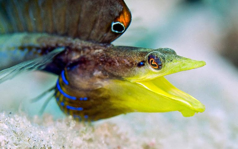 Chaenopsis limbaughi - Monaco Nature Encyclopedia