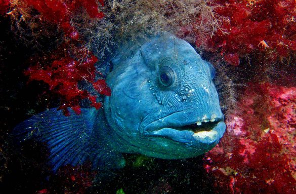 Anarhichas lupus - Monaco Nature Encyclopedia