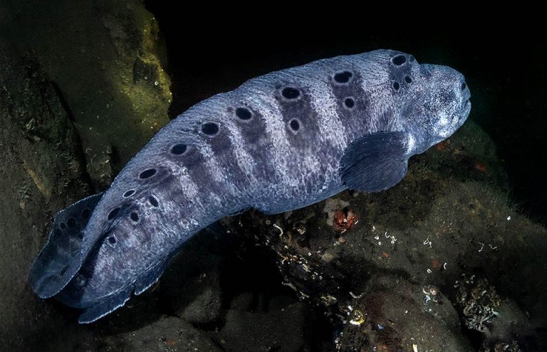 Anarrhichthys ocellatus - Monaco Nature Encyclopedia