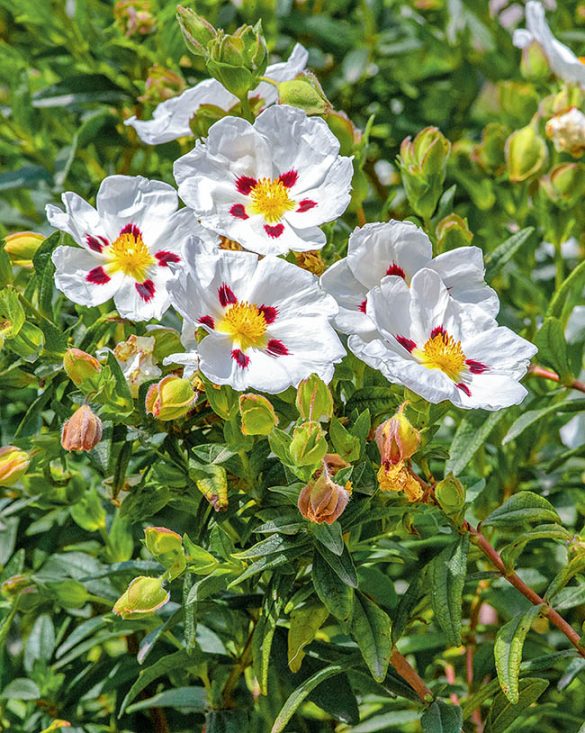 Cistus ladanifer - Monaco Nature Encyclopedia