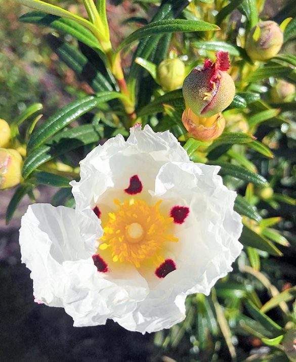 Cistus ladanifer - Monaco Nature Encyclopedia
