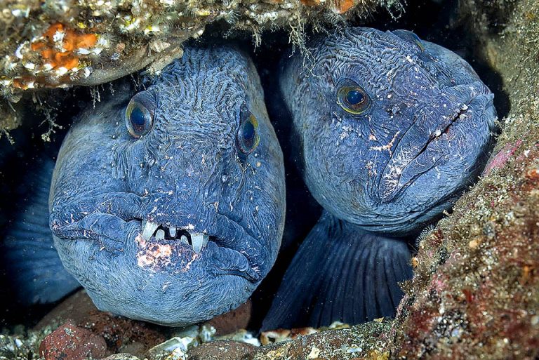 Anarhichas lupus - Monaco Nature Encyclopedia