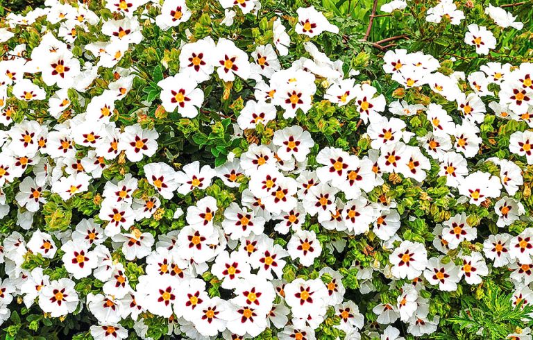 Cistus ladanifer - Monaco Nature Encyclopedia