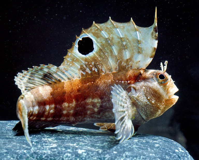 Blennius ocellaris - Monaco Nature Encyclopedia