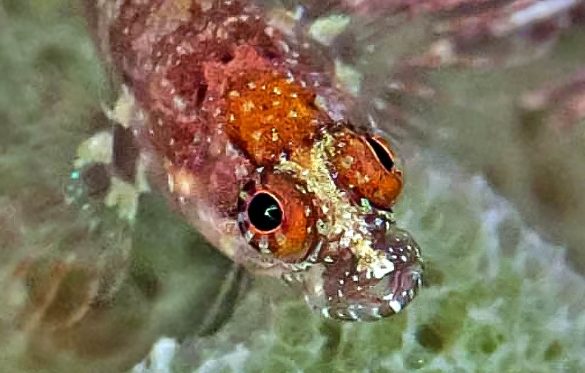 Starksia weigti - Monaco Nature Encyclopedia