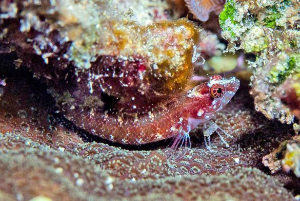 Starksia weigti - Monaco Nature Encyclopedia