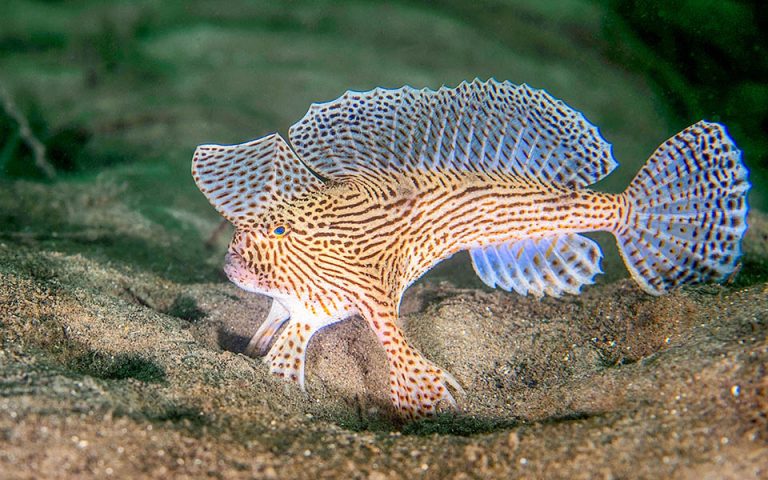 Brachionichthys hirsutus - Monaco Nature Encyclopedia
