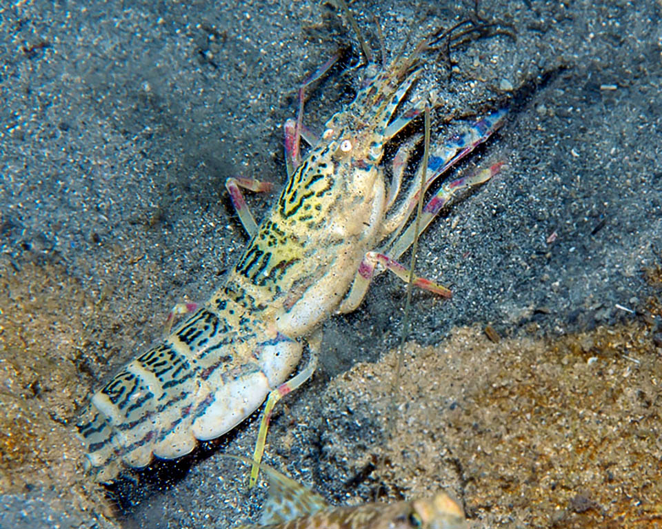 Nes longus - Monaco Nature Encyclopedia