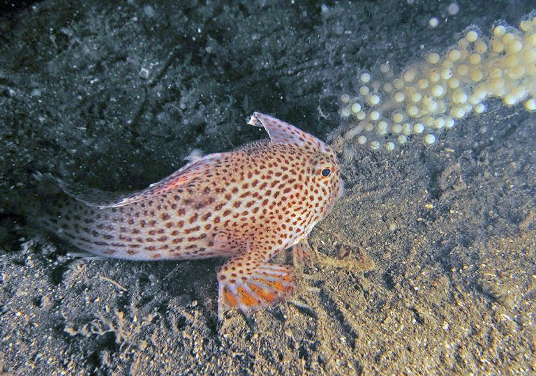 Brachionichthys hirsutus - Monaco Nature Encyclopedia