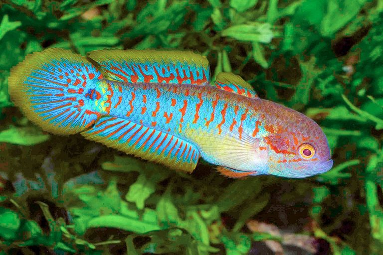 Tateurndina ocellicauda - Monaco Nature Encyclopedia