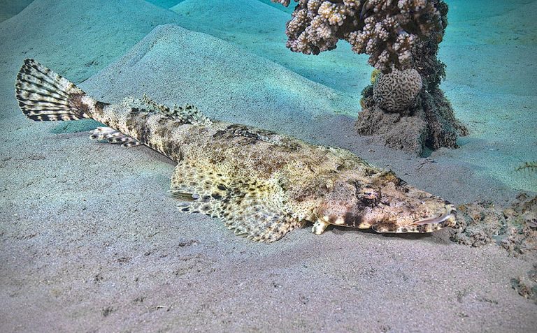 Papilloculiceps longiceps - Monaco Nature Encyclopedia