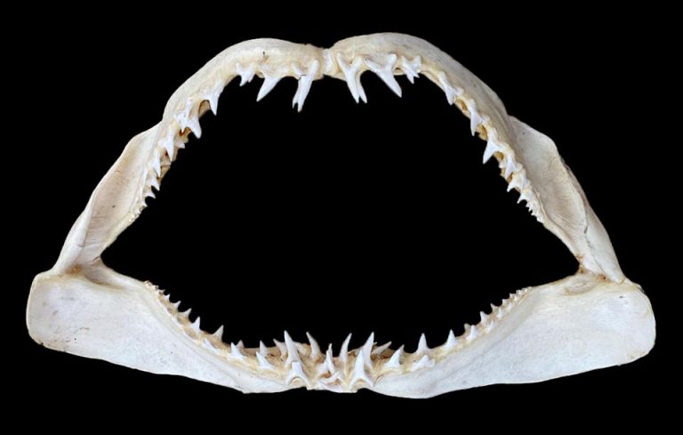 Isurus oxyrinchus - Monaco Nature Encyclopedia
