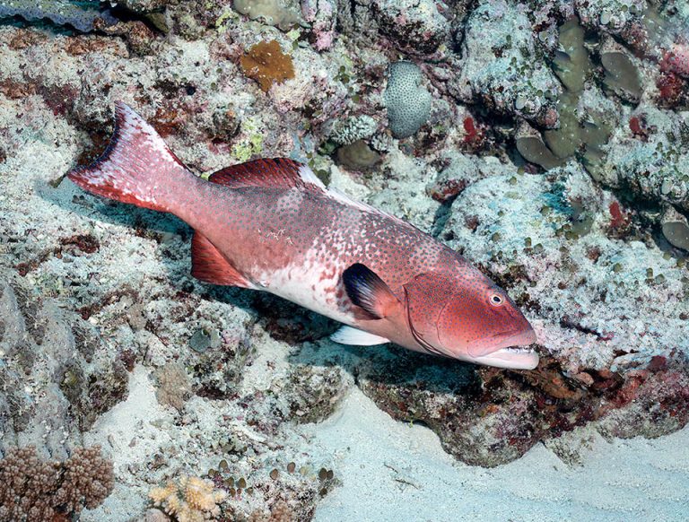 Plectropomus laevis - Monaco Nature Encyclopedia