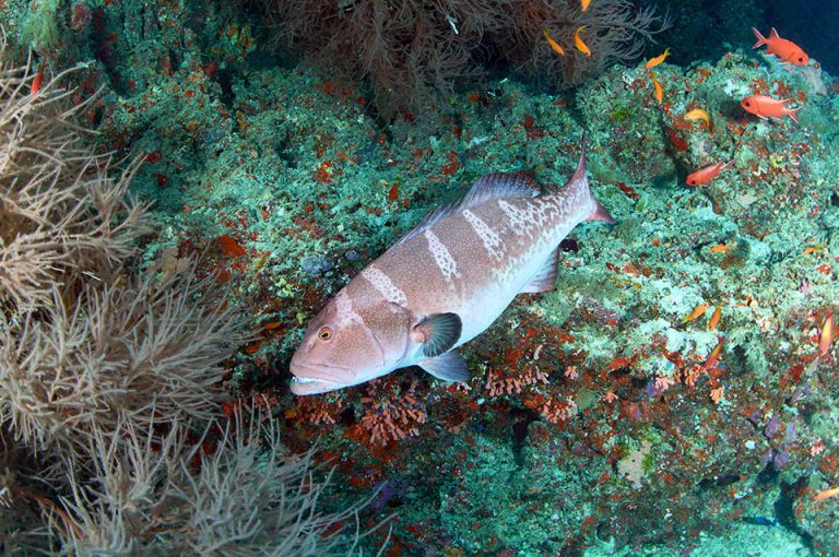 Plectropomus laevis - Monaco Nature Encyclopedia