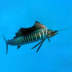 Istiophorus platypterus - Monaco Nature Encyclopedia