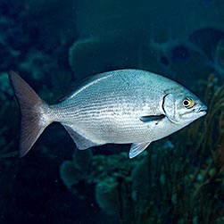 Kyphosus sectatrix - Monaco Nature Encyclopedia