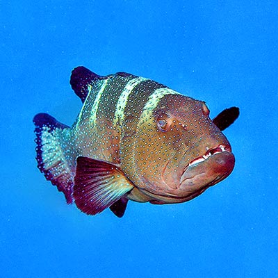 Plectropomus laevis - Monaco Nature Encyclopedia