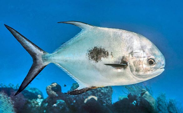 Trachinotus falcatus - Monaco Nature Encyclopedia