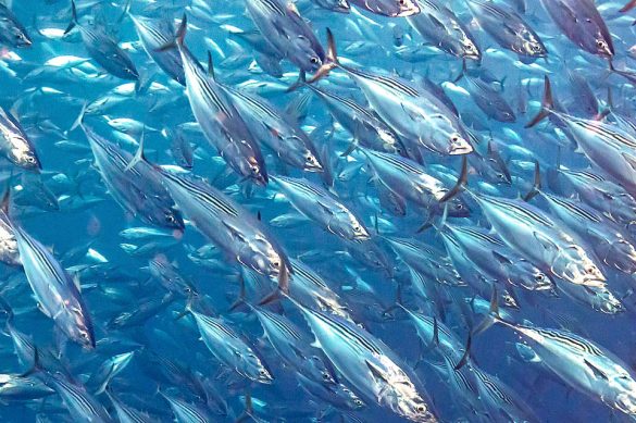 Euthynnus lineatus - Monaco Nature Encyclopedia