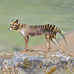Thylacinus cynocephalus - Monaco Nature Encyclopedia