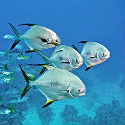 Trachinotus falcatus - Monaco Nature Encyclopedia