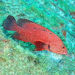 Cephalopholis cruentata - Monaco Nature Encyclopedia