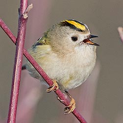 Regulus regulus - Monaco Nature Encyclopedia